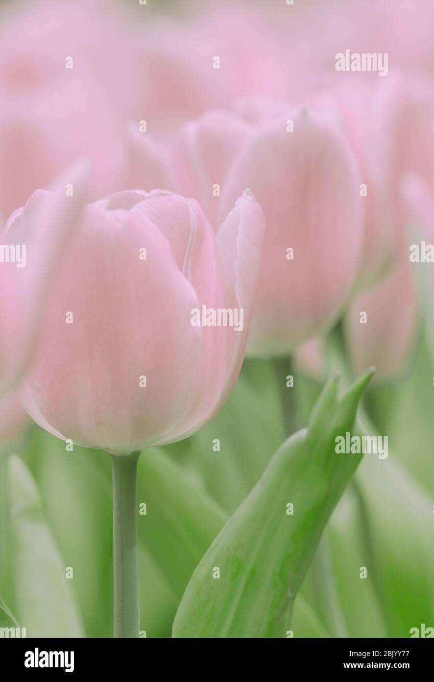 Beautiful tulip on japanese vintage style; background or texture Stock ...