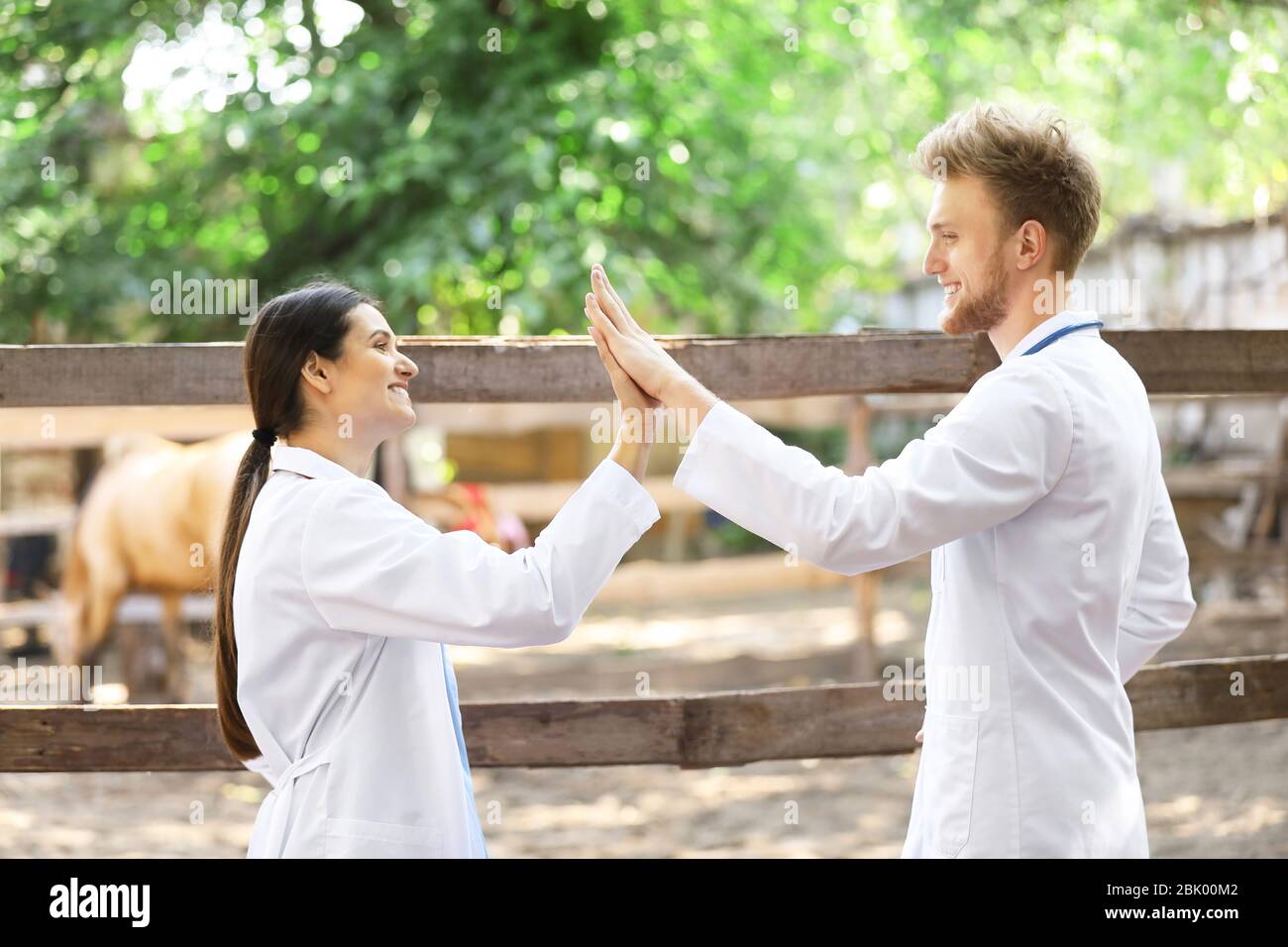 Veterinarians giving each other high-five near paddock with horse on farm Stock Photo - Alamy