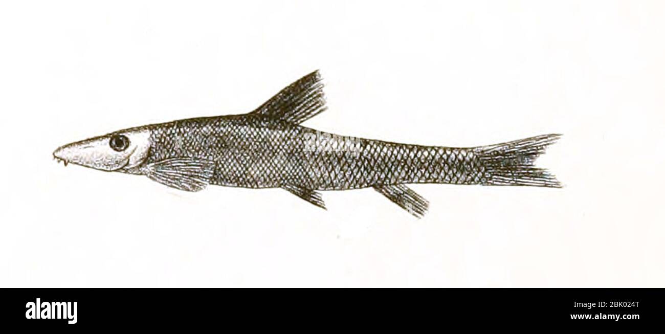 Homaloptera bilineata hi-res stock photography and images - Alamy