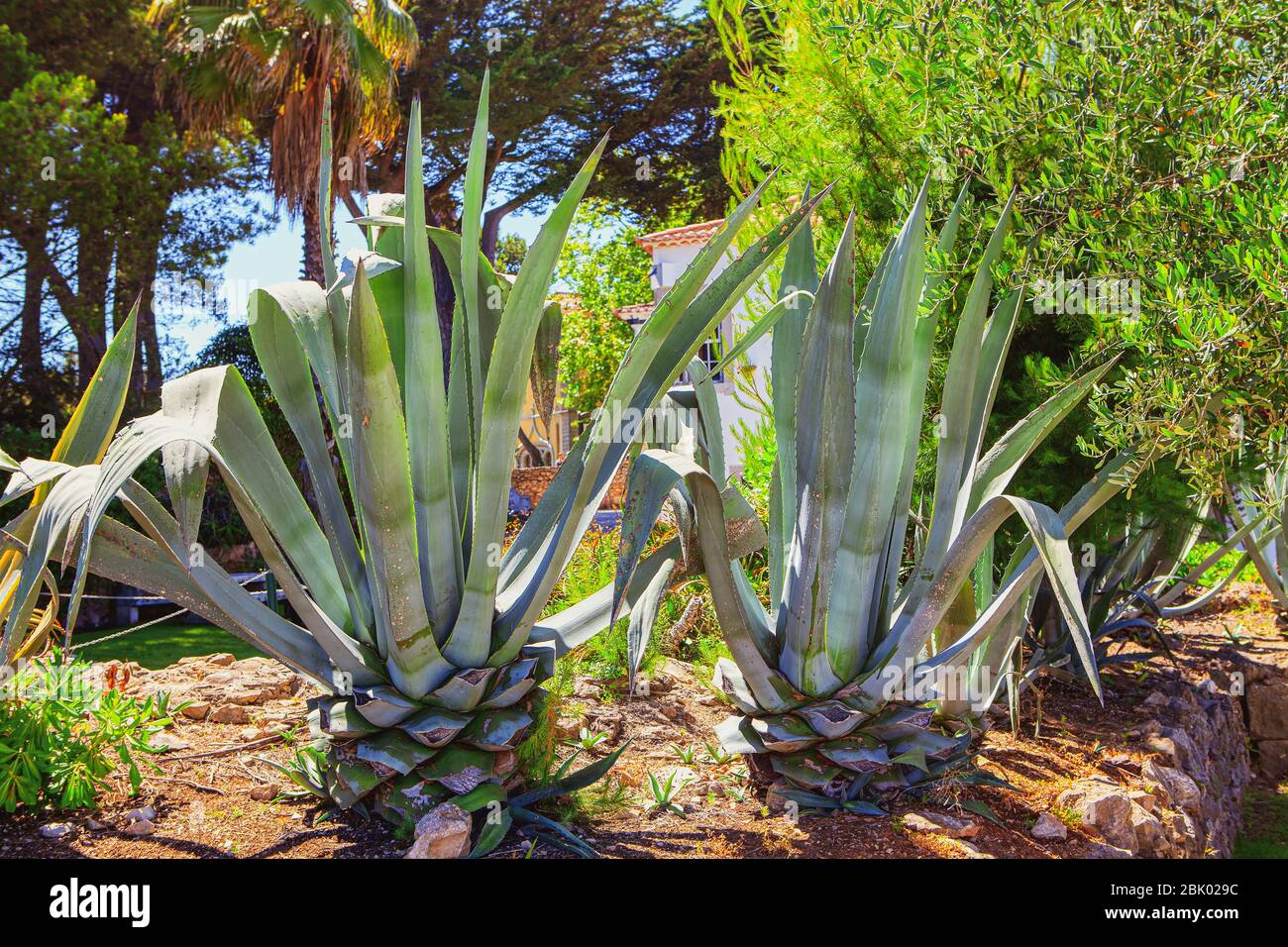Genus aloe hi-res stock photography and images - Alamy