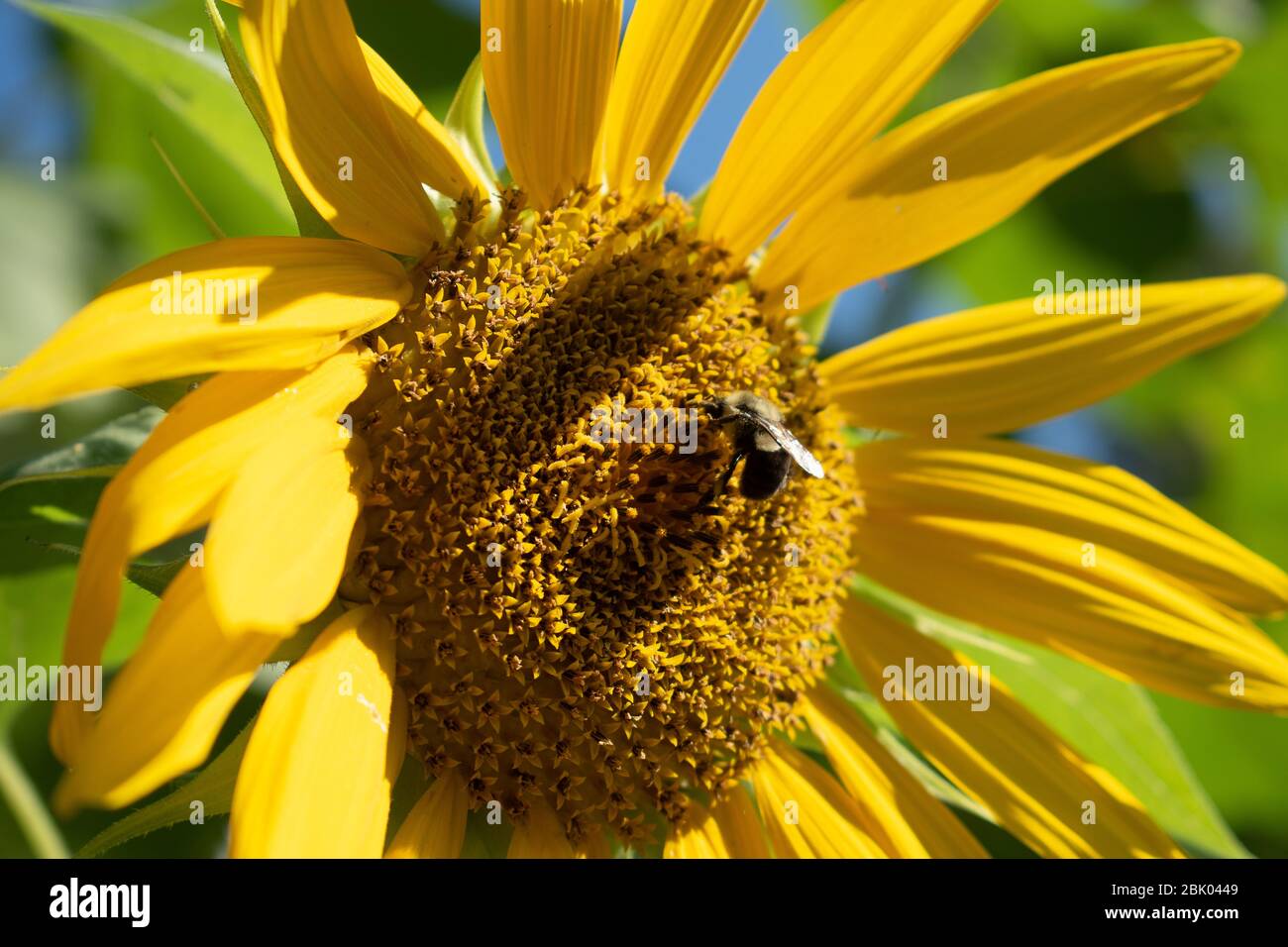Bee-autiful moment... It is rare that I get to capture a bee doing it's ...