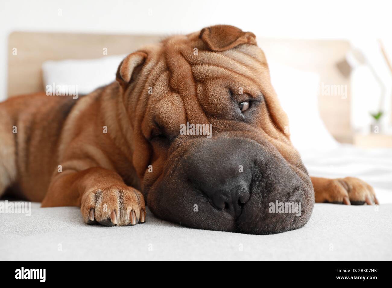 Cute Shar-Pei dog lying on bed at home Stock Photo - Alamy