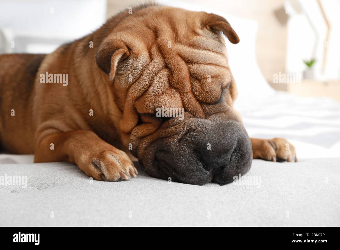 Cute Shar-Pei dog lying on bed at home Stock Photo - Alamy