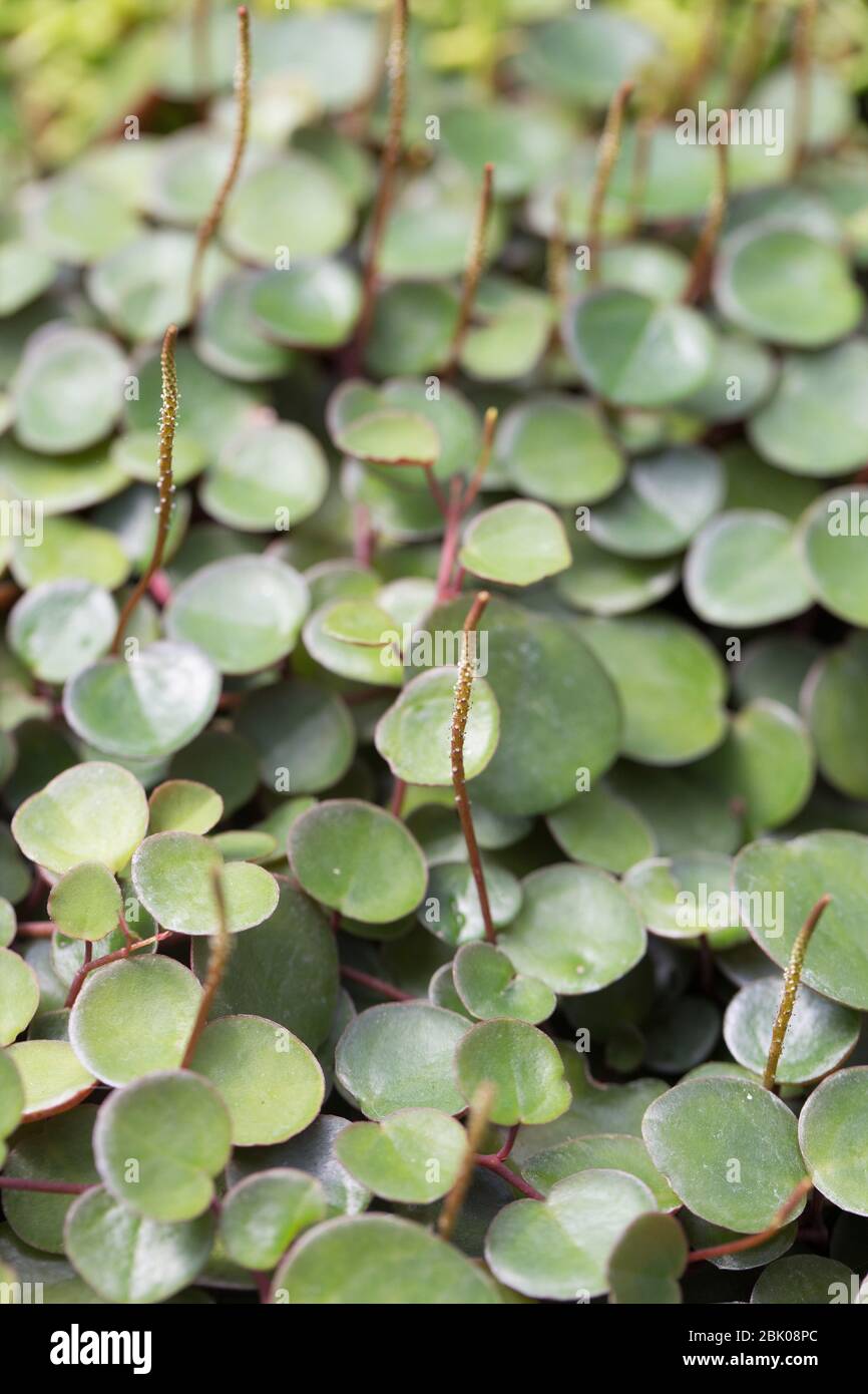 Peperomia ruby cascade hi-res stock photography and images - Alamy