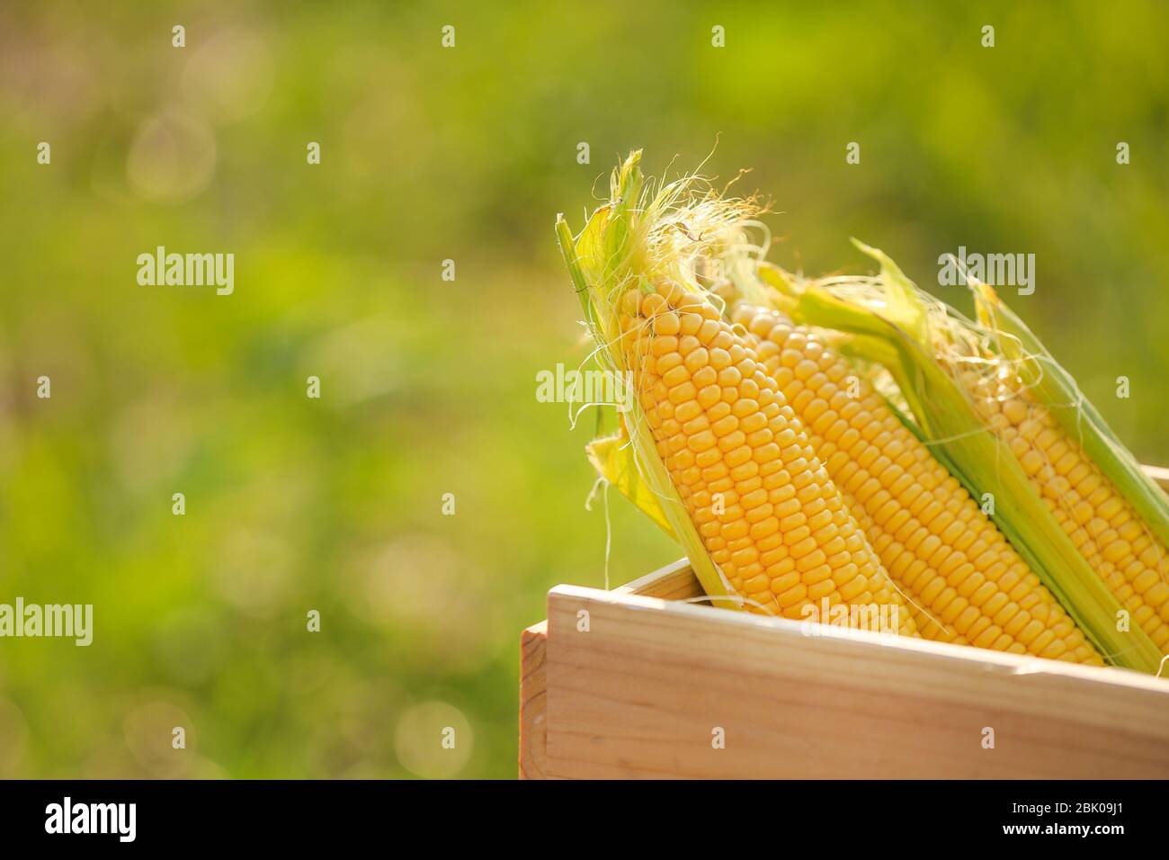 Ripe fresh corn cobs in box outdoors Stock Photo - Alamy