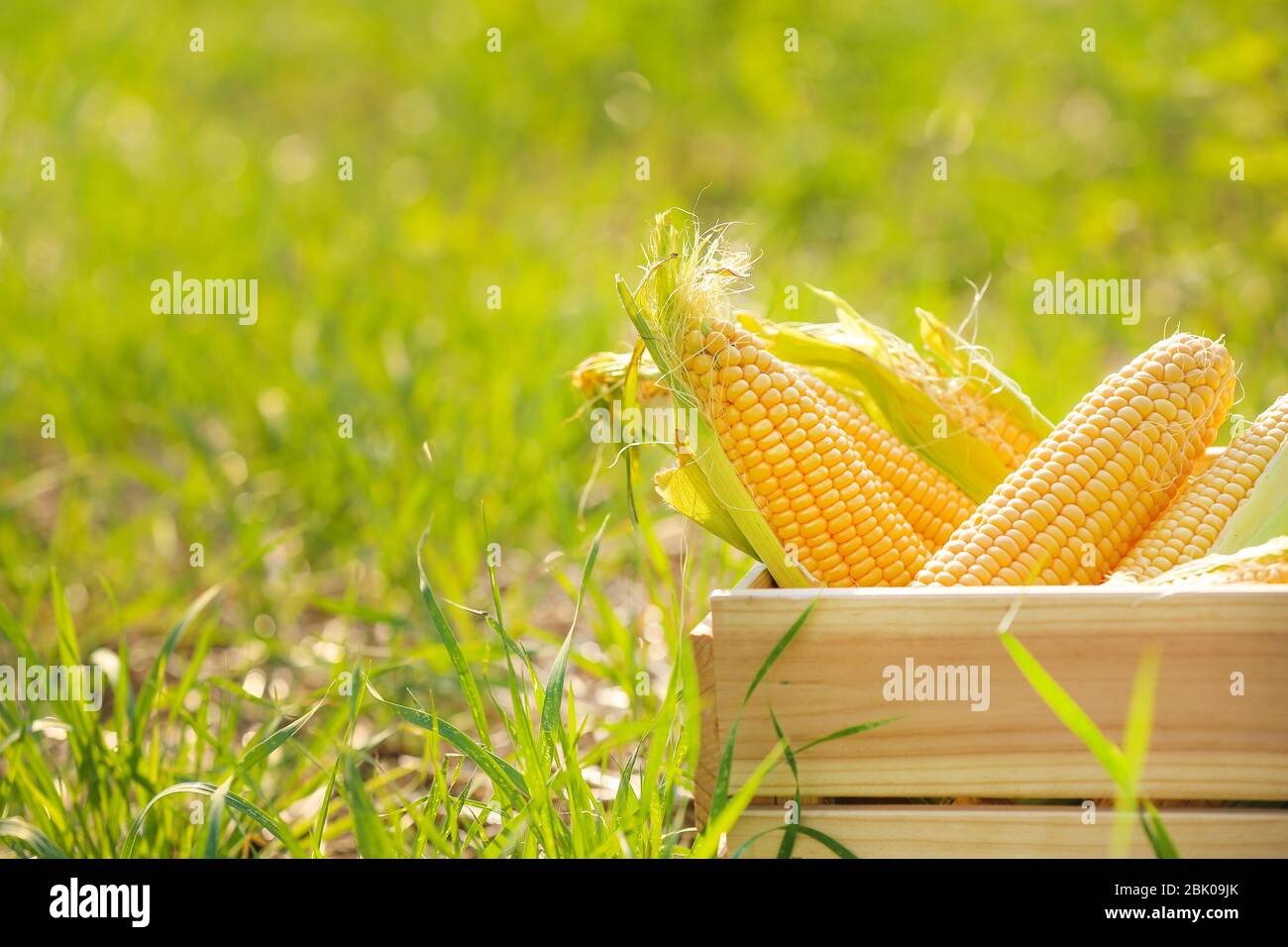 Wooden box with fresh corn cobs in field Stock Photo - Alamy