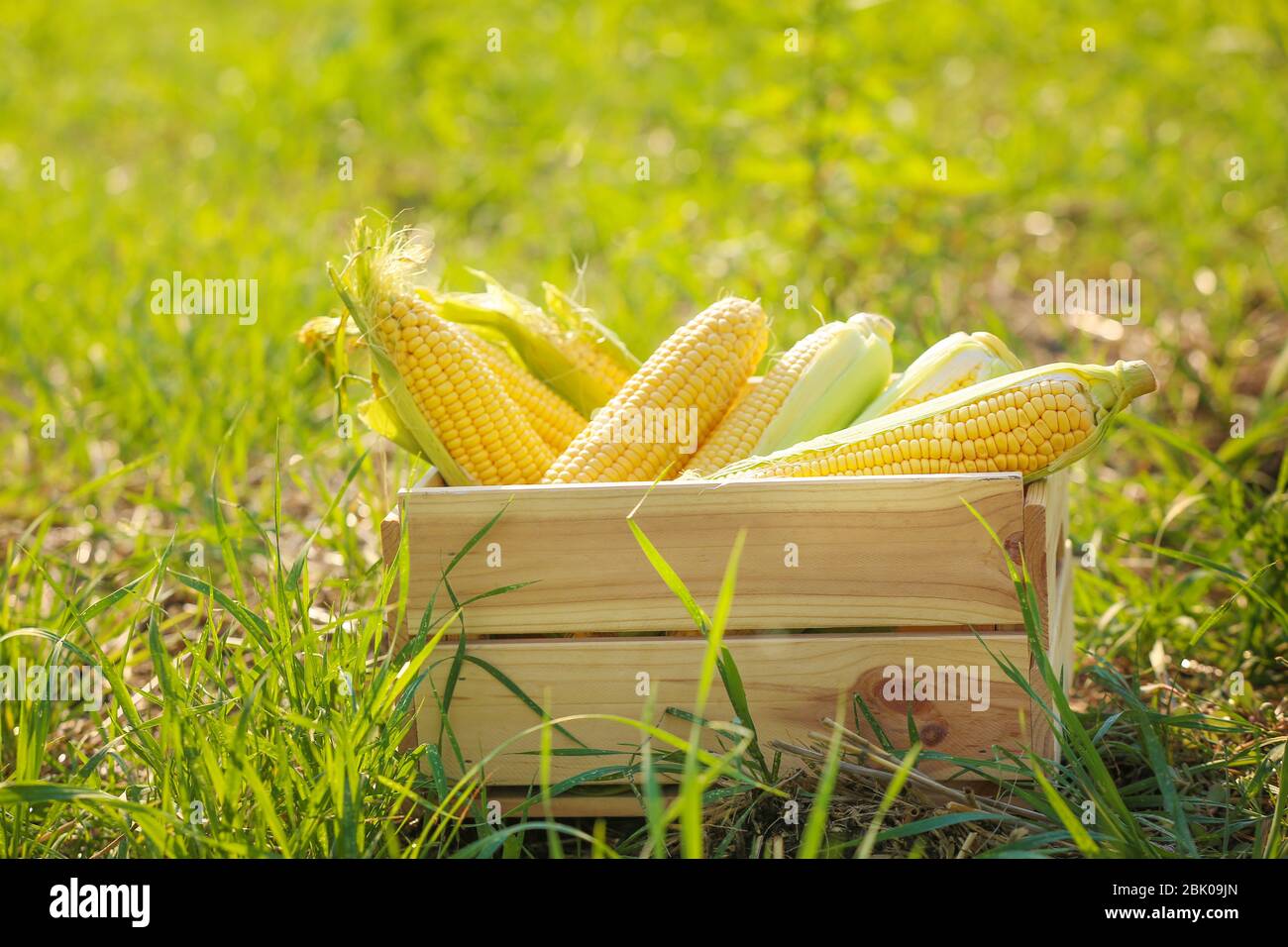 Wooden box with fresh corn cobs in field Stock Photo - Alamy