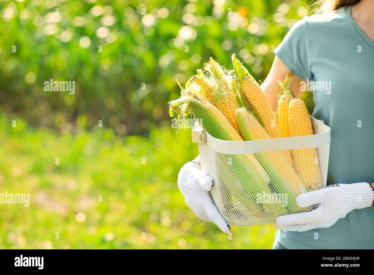 Female farmer with ripe corn cobs in field Stock Photo - Alamy