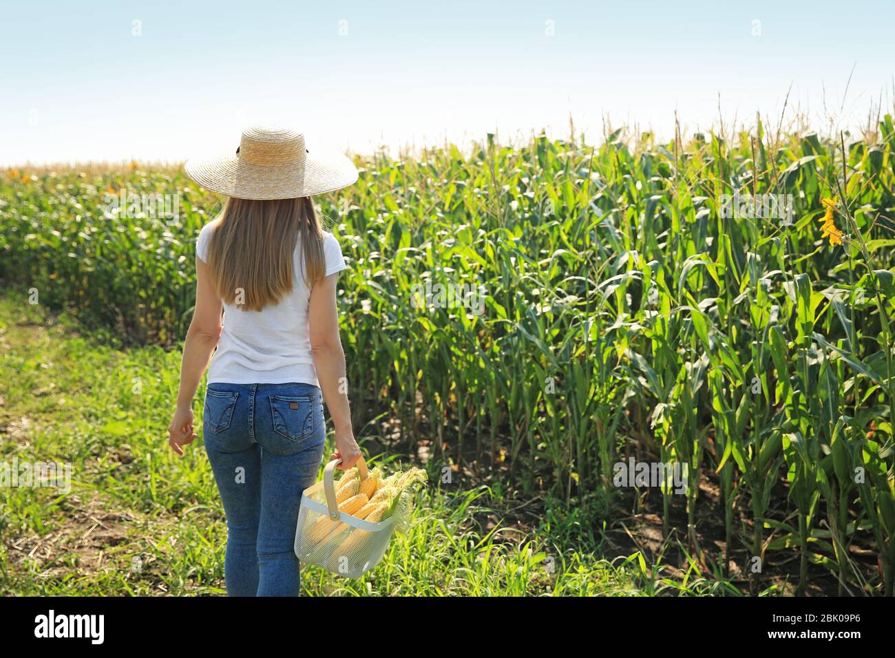 Woman fresh corn cobs hi-res stock photography and images - Alamy