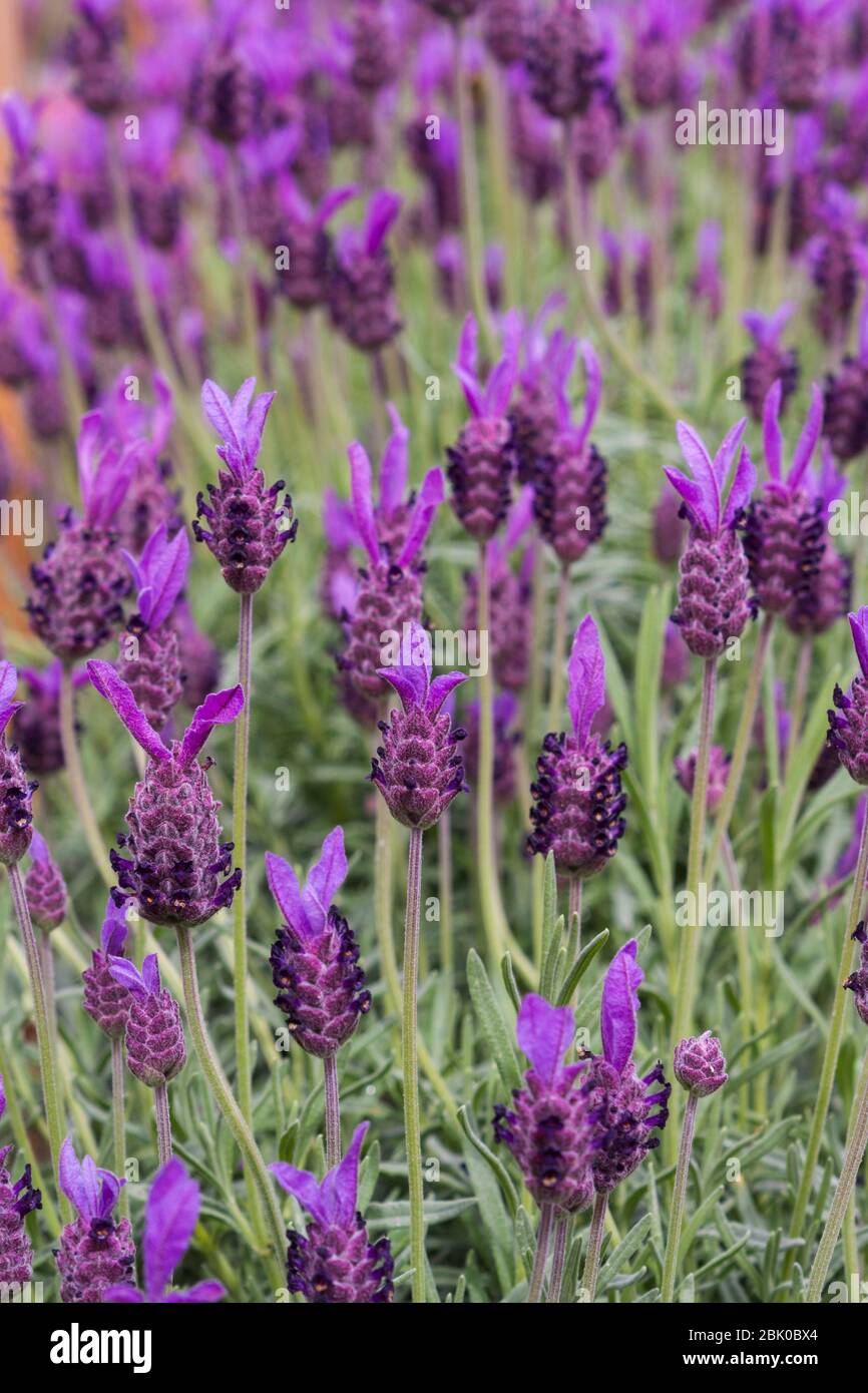 Lavender, Lavandula stoechas Stock Photo - Alamy