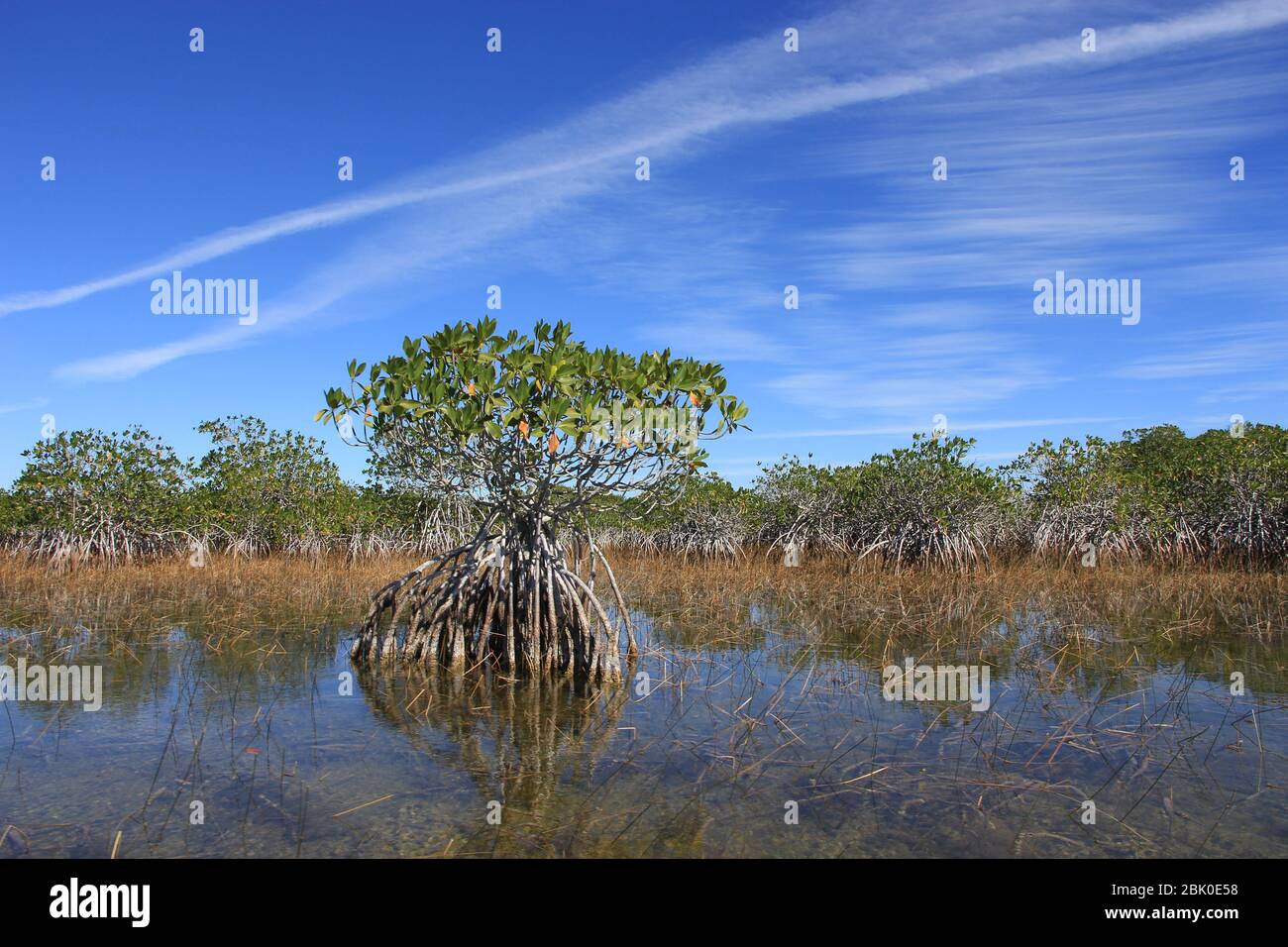 Feathery high altitude cloudscape over Nine Mile Pond in Everglades ...