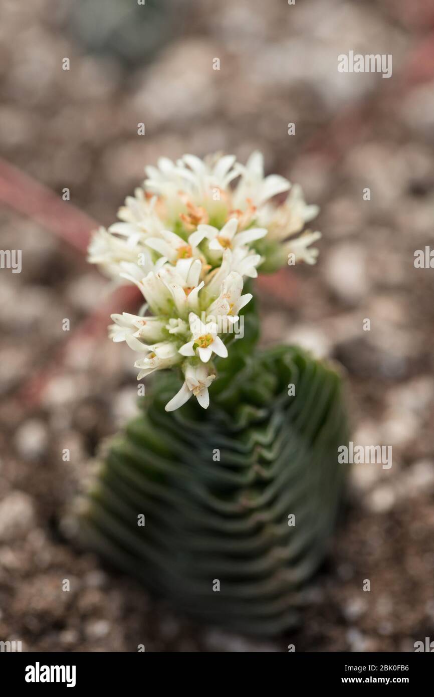 Crassula cv Kimnachi, Hybrid of Crassula pyramidalis and Crassula ...