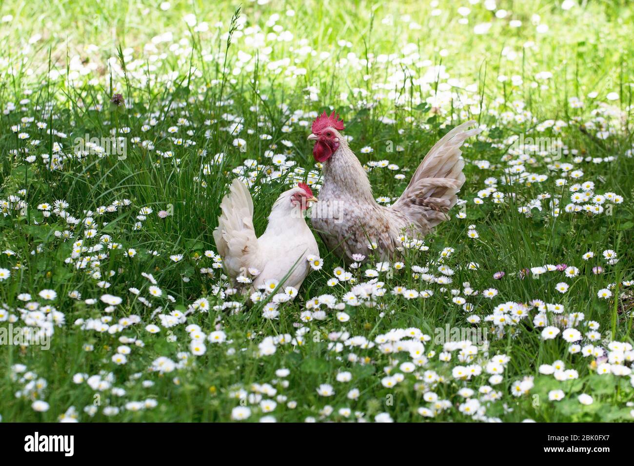 Spring chickens hi-res stock photography and images - Alamy