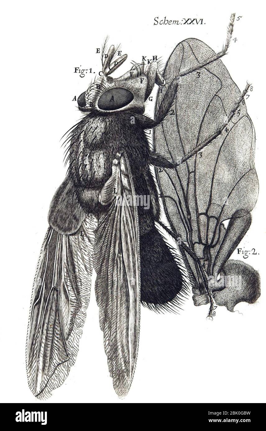 Bluefly hi-res stock photography and images - Alamy