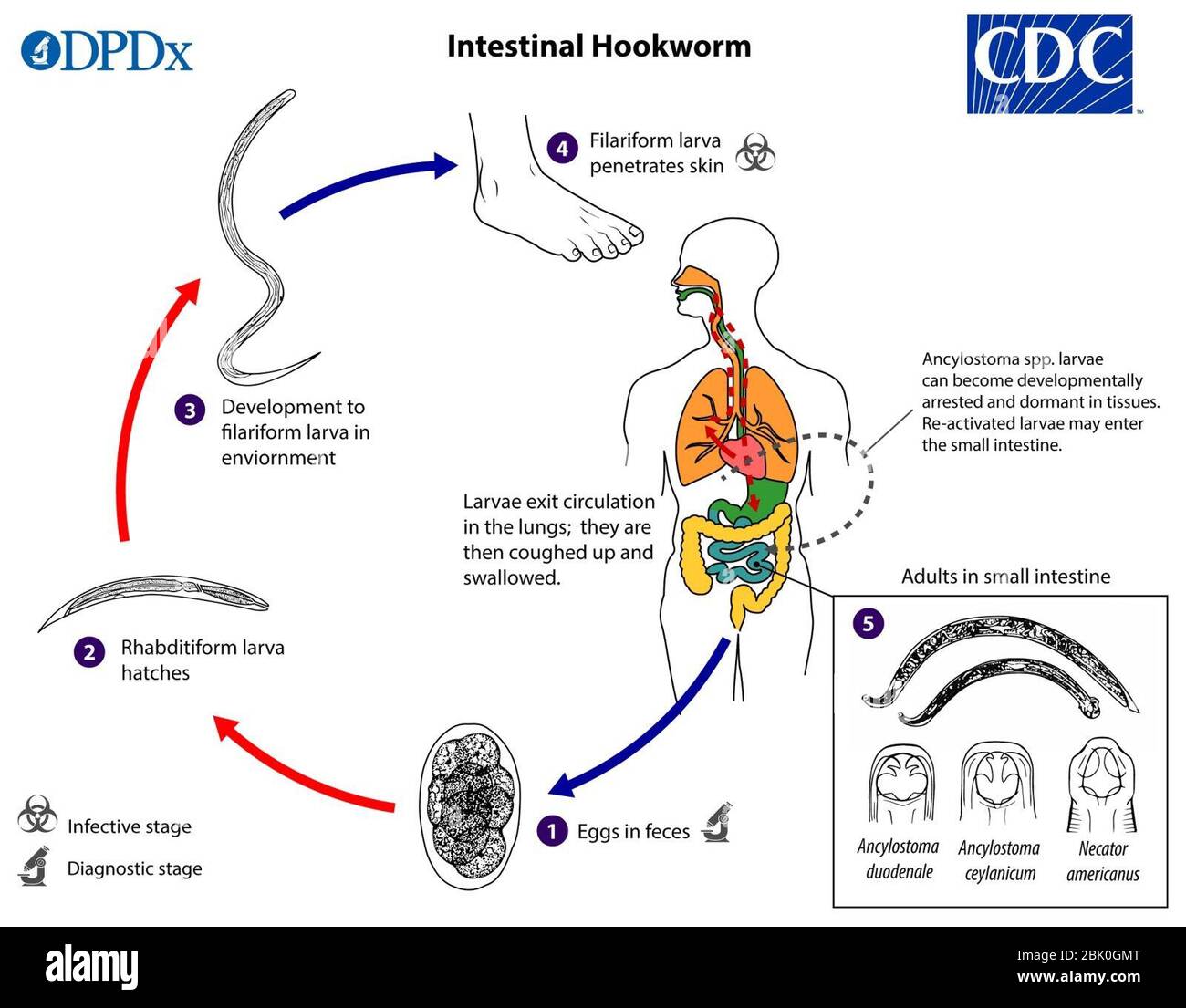 Hookworm LifeCycle lg Stock Photo - Alamy