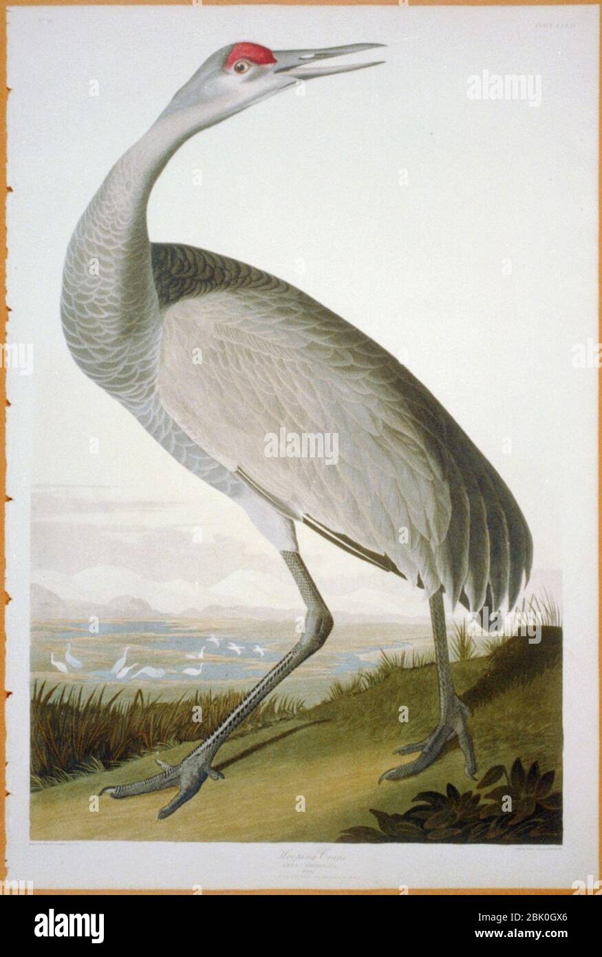 Hooping crane hi-res stock photography and images - Alamy