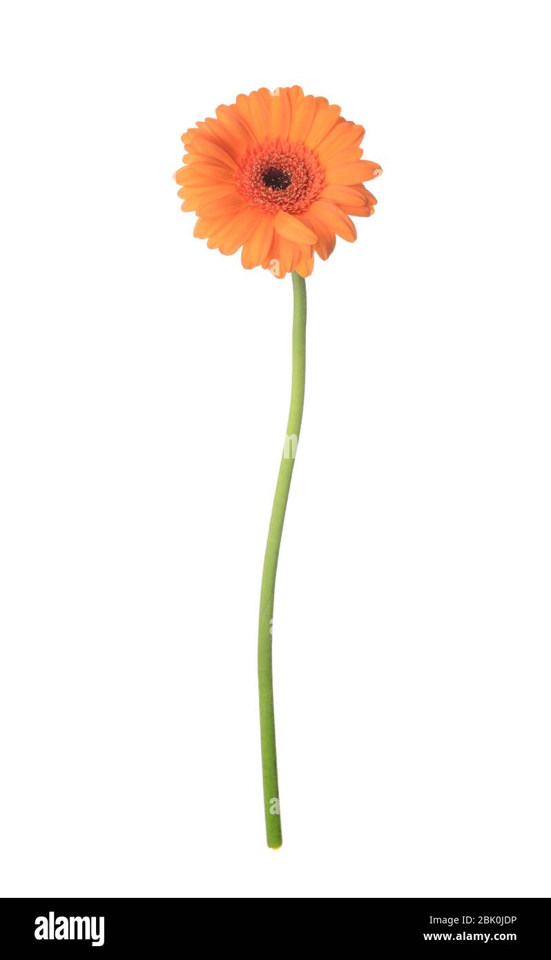 Beautiful gerbera flower on white background Stock Photo - Alamy