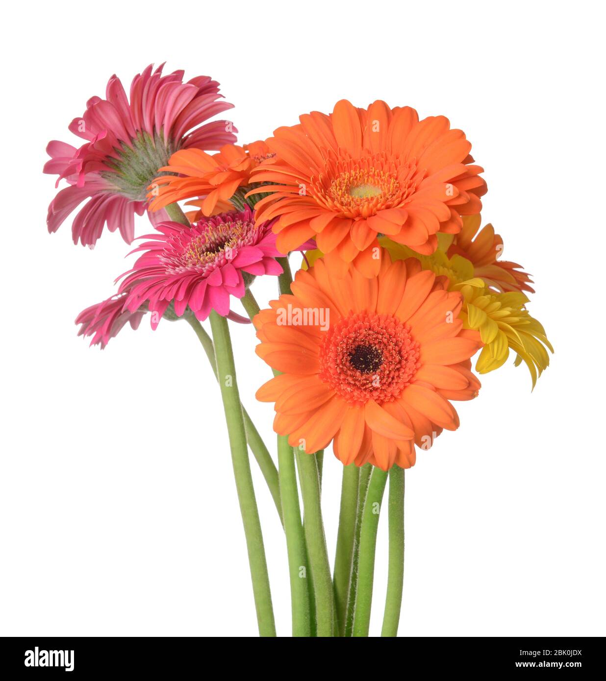 Beautiful gerbera flowers on white background Stock Photo - Alamy