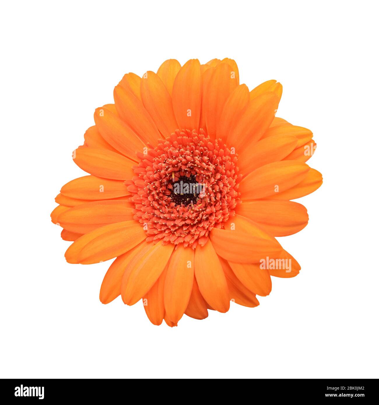 Beautiful gerbera flower on white background Stock Photo - Alamy
