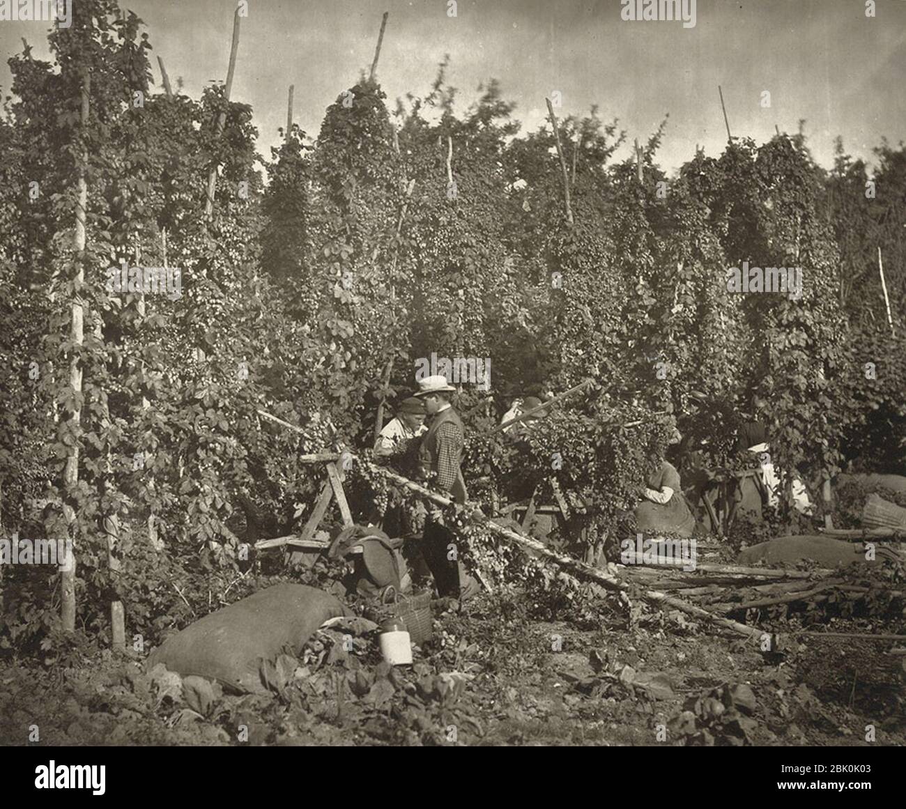 Hop-Picking in Kent by Stephen Thompson 1875 Stock Photo - Alamy