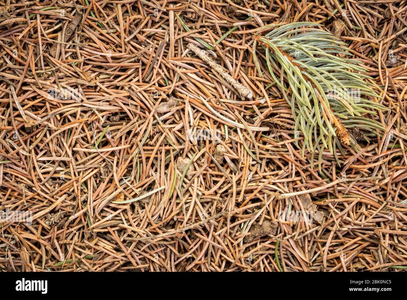 closeup background and texture of forest floor under spruce tree Stock ...