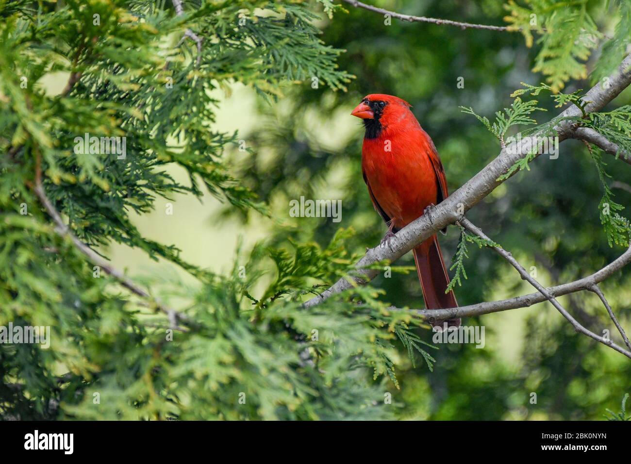 A bright red male Northern Cardinal Cardinalis cardinalis - perched in ...
