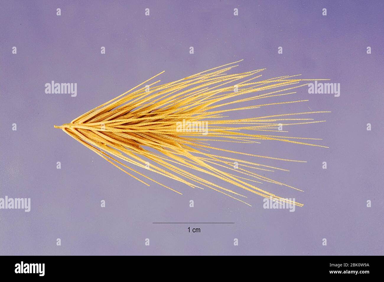 Marinum hi-res stock photography and images - Alamy
