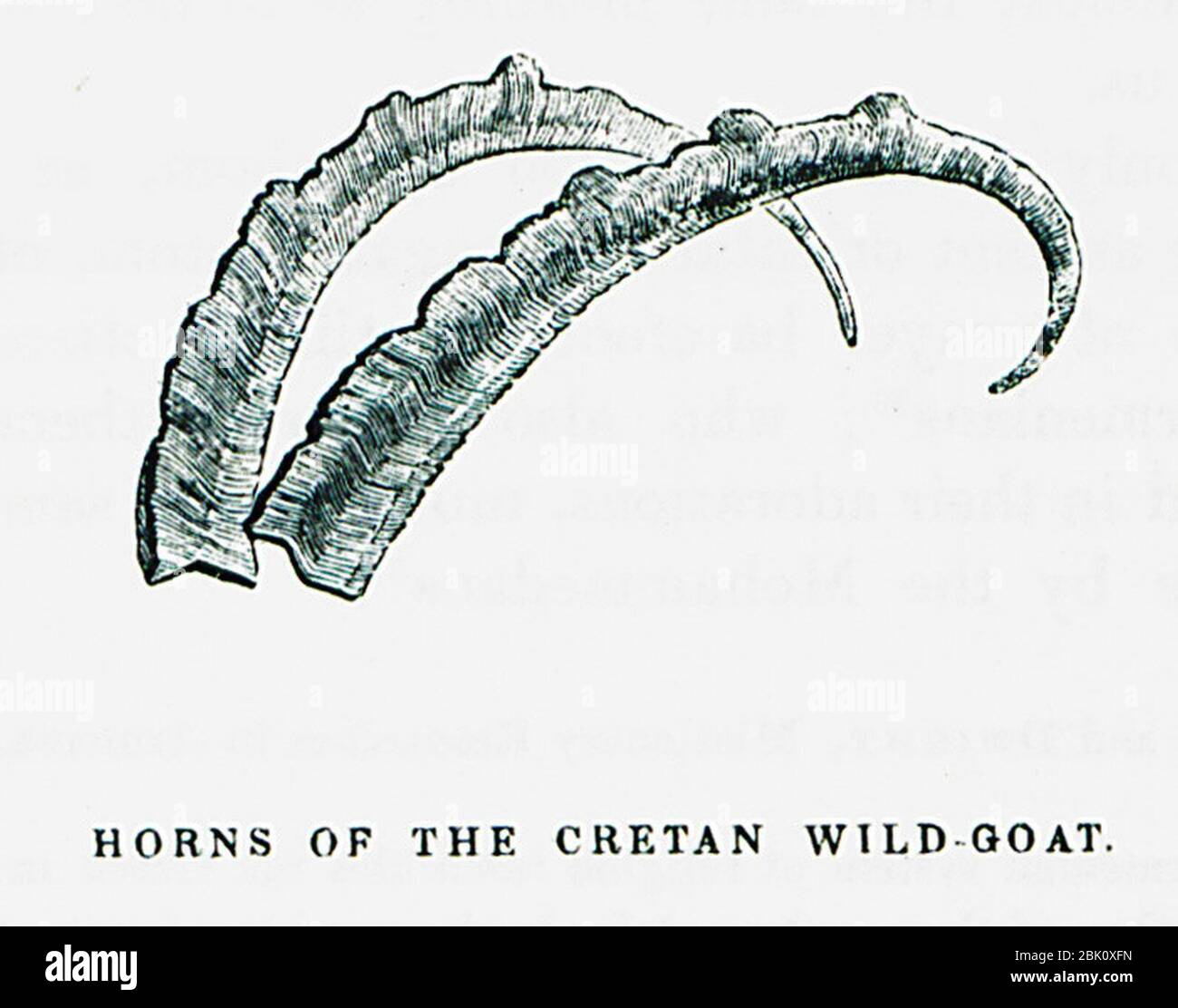 Horns of the cretan wild-goat - Pashley Robert - 1837 Stock Photo - Alamy