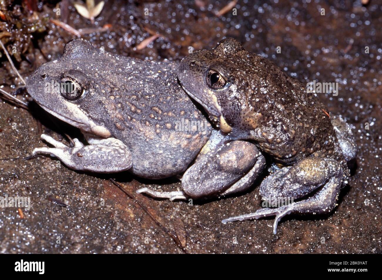 Amplexing frogs hi-res stock photography and images - Alamy
