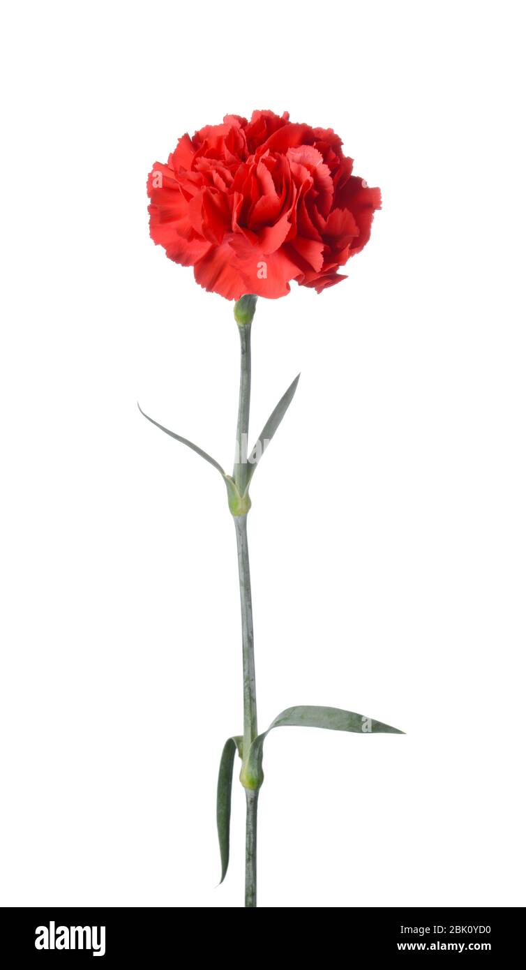 Beautiful carnation flower on white background Stock Photo - Alamy