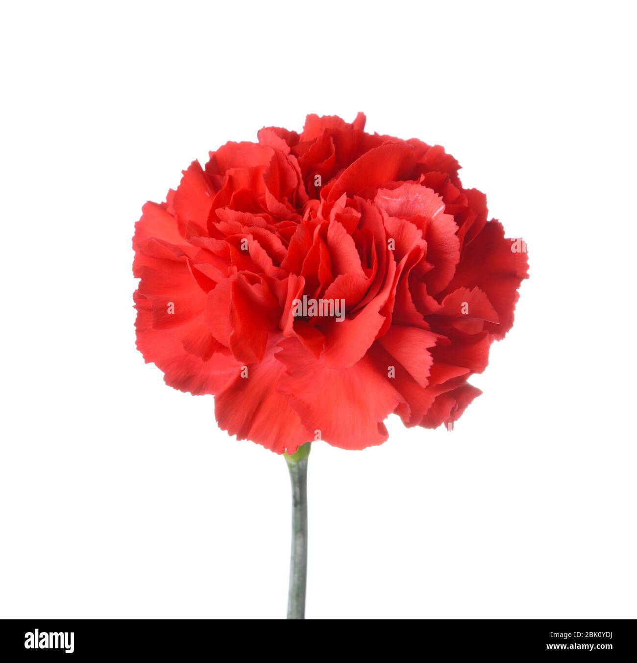 Beautiful carnation flower on white background Stock Photo - Alamy