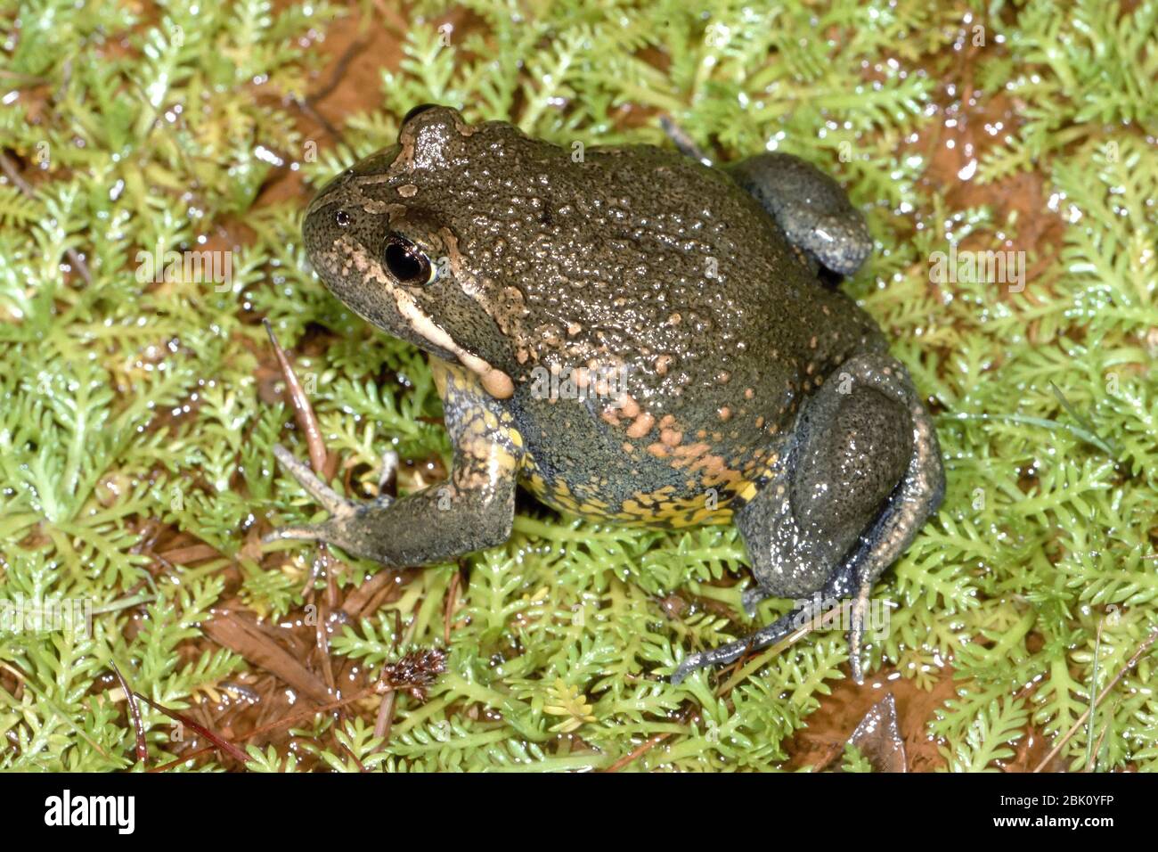 Eastern Banjo Frog in flooded pond Stock Photo - Alamy