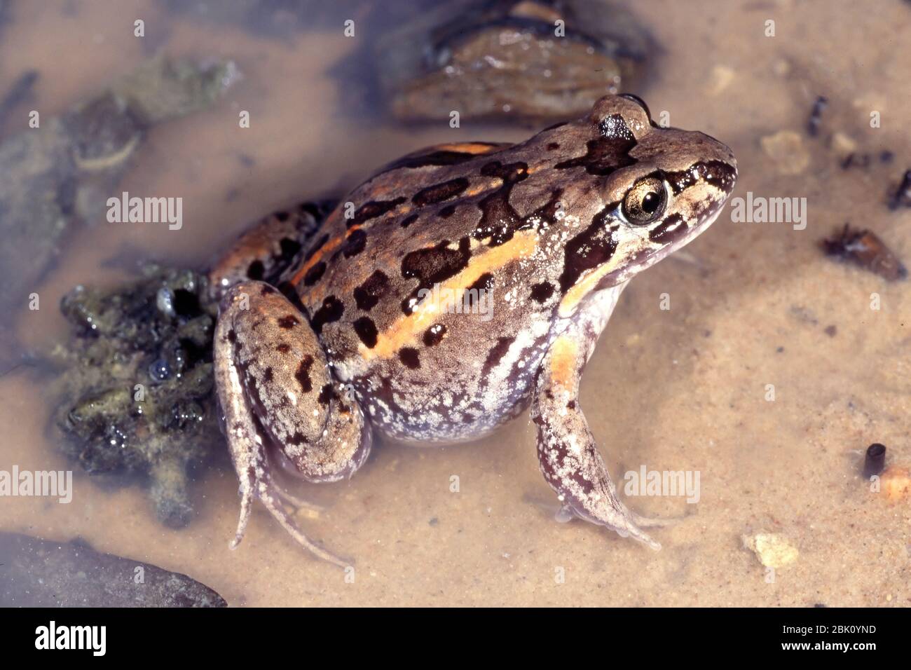 Salmon striped frog hi-res stock photography and images - Alamy