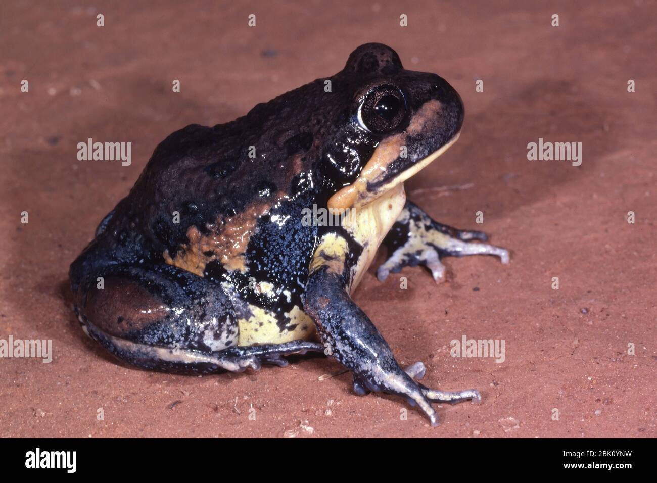 Giant Banjo Frog Stock Photo - Alamy