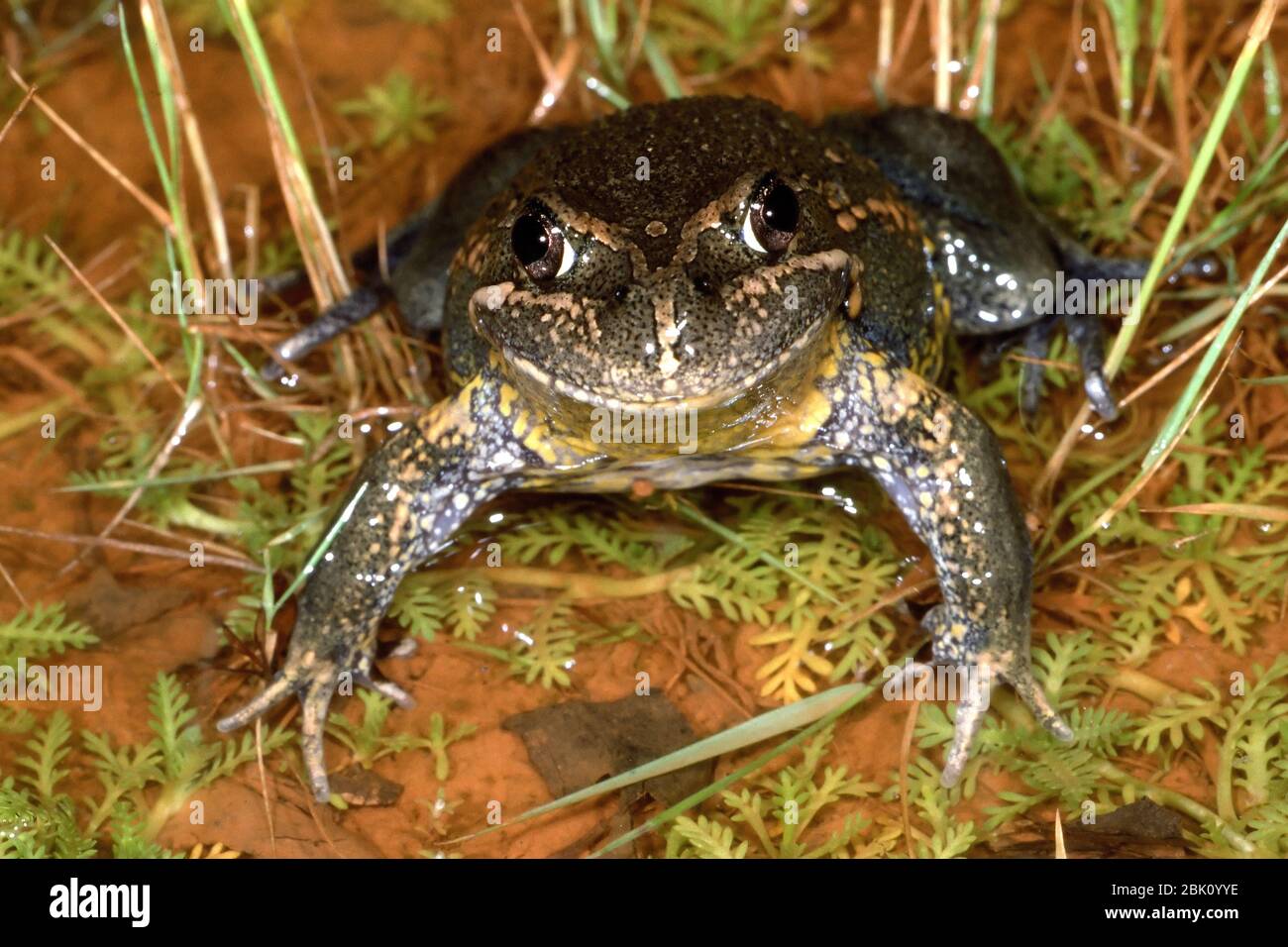 Eastern Banjo Frog in flooded pond Stock Photo - Alamy