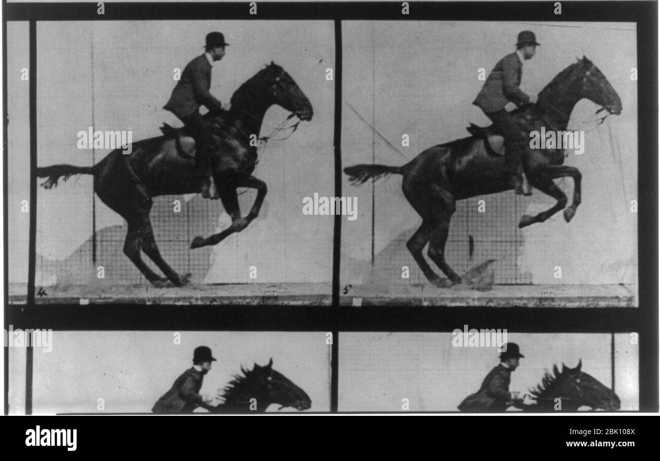 Horse in motion, jumping Stock Photo - Alamy