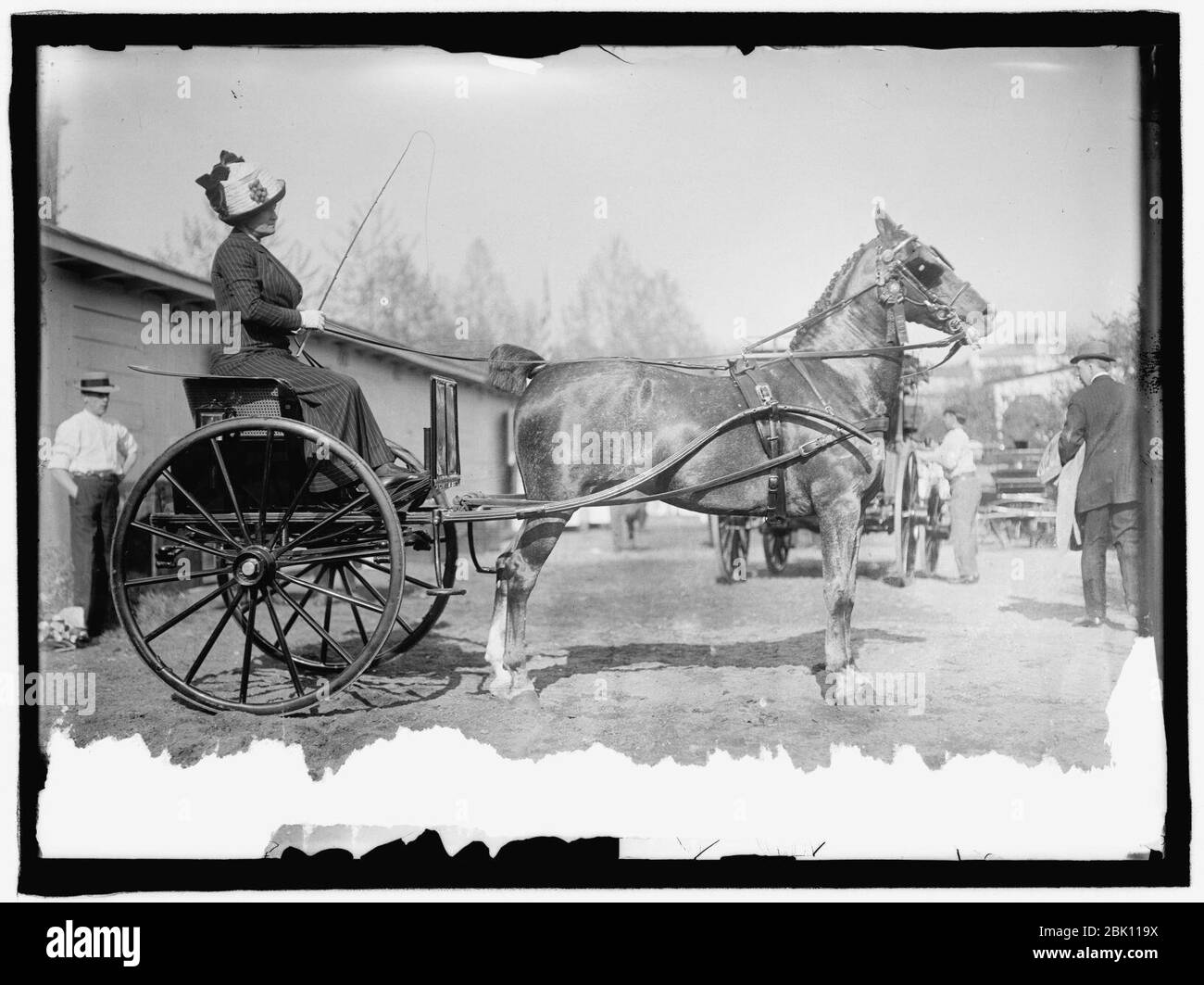 HORSE SHOWS. MRS. C.W. WATSON DRIVING Stock Photo - Alamy