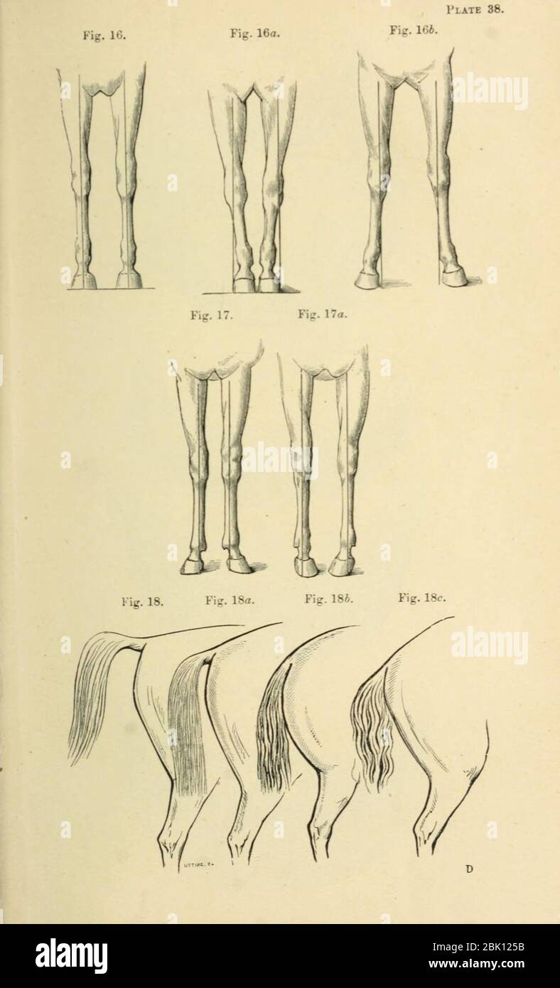 Horses and stables Stock Photo - Alamy