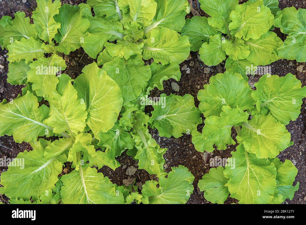 Group of lettuce planted in soil Stock Photo - Alamy
