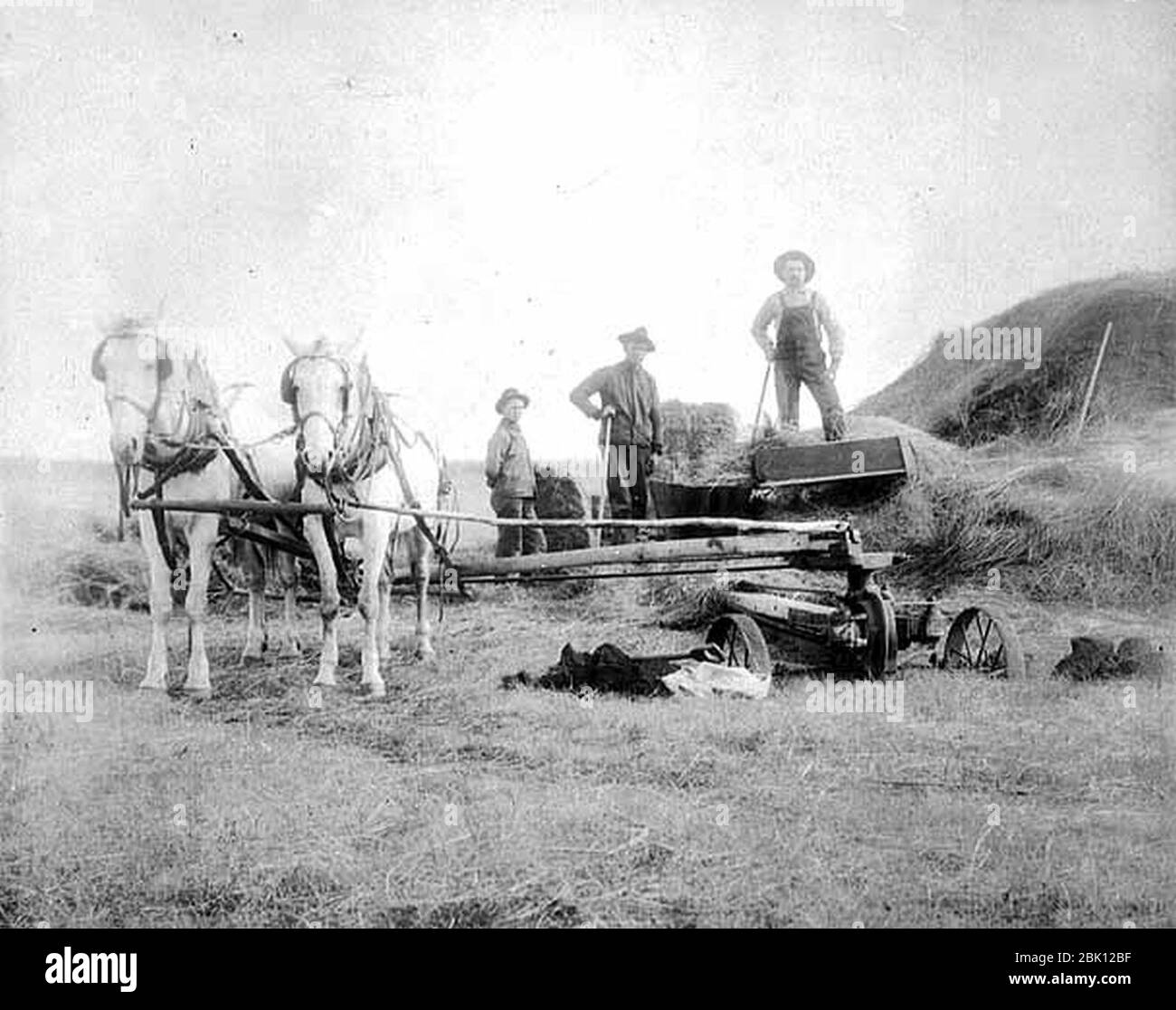Horses baling straw Burnsville Stock Photo - Alamy