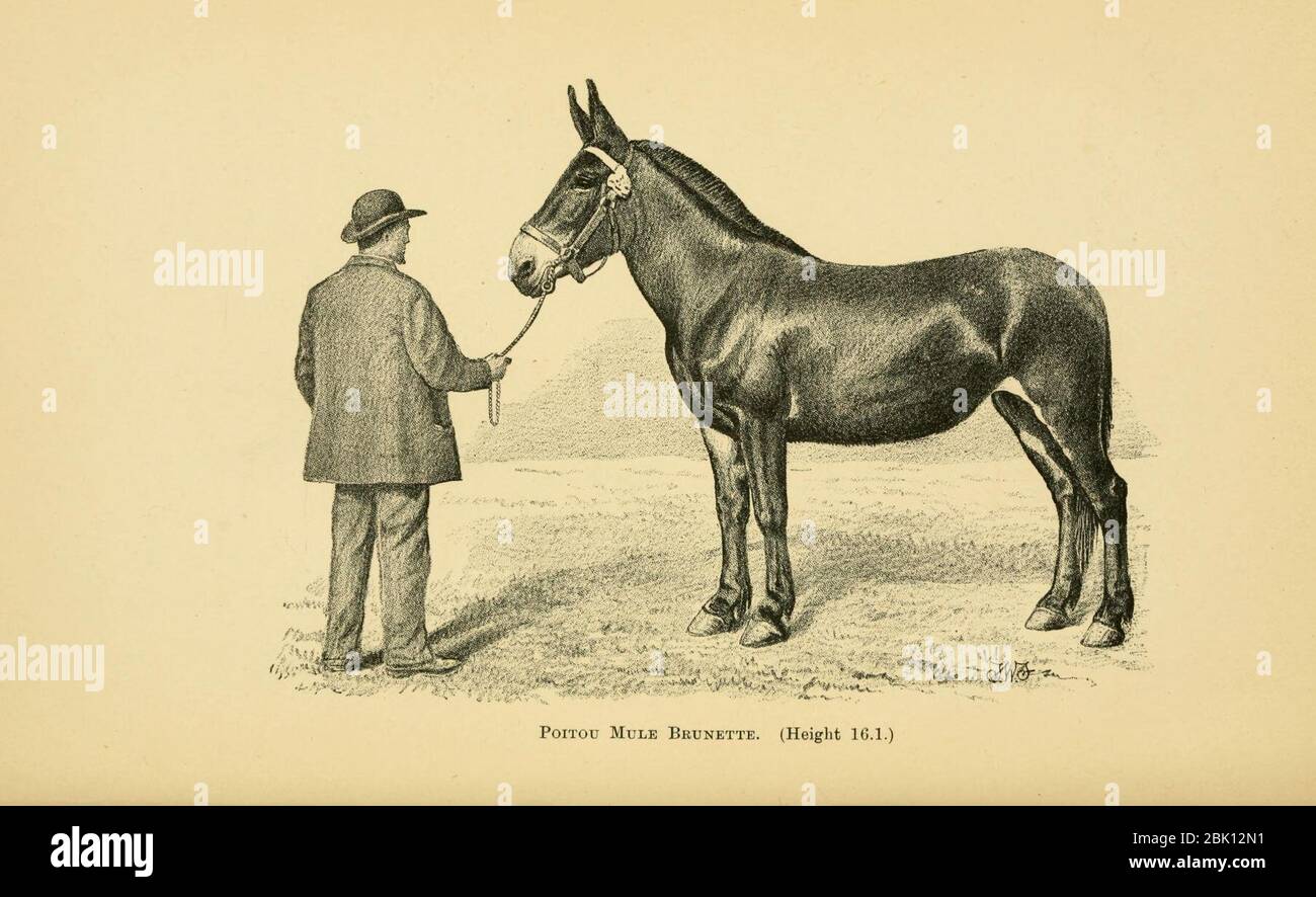 Horses, asses, zebras, mules and mule breeding Stock Photo - Alamy