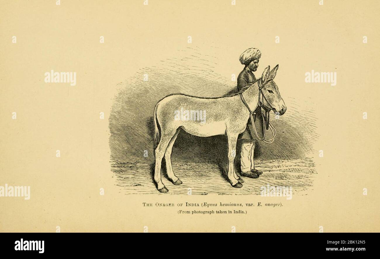 Horses and asses hi-res stock photography and images - Alamy