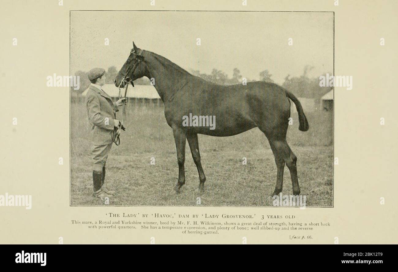 Horses, horsemen and stable-management Stock Photo - Alamy