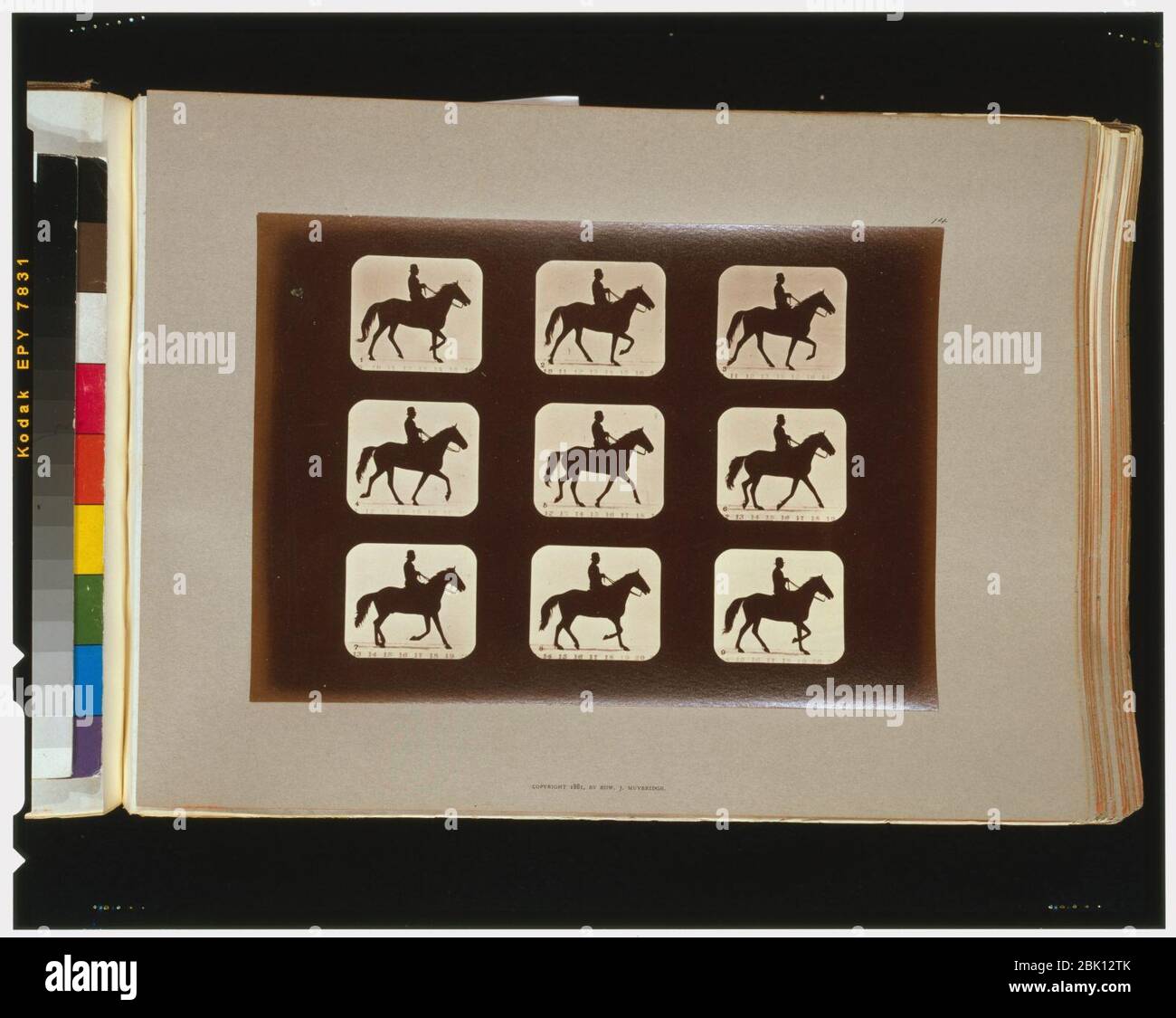 Horses ambling single foot hi-res stock photography and images - Alamy