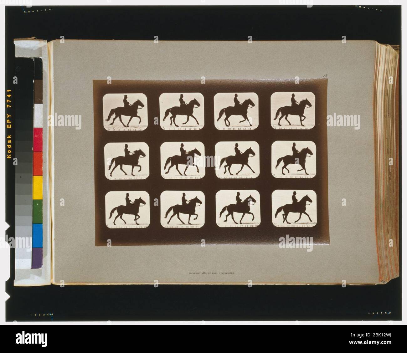 Horses ambling single foot hi-res stock photography and images - Alamy