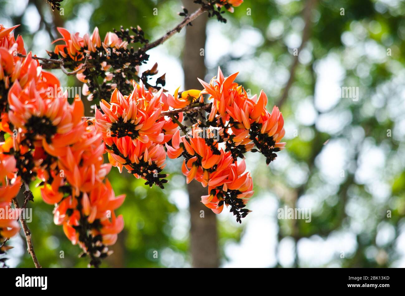 Bastard Teak is species of Butea native to tropical and sub-tropical ...