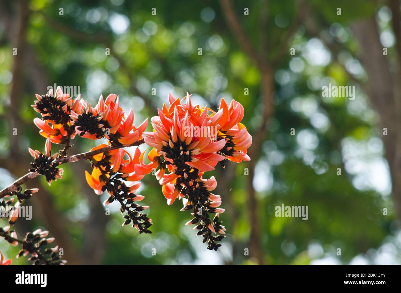Bastard Teak is species of Butea native to tropical and sub-tropical ...