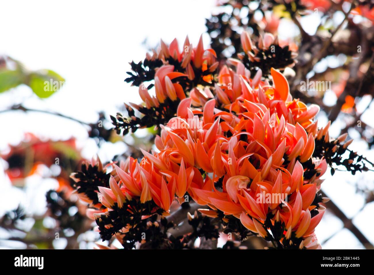 Bastard Teak is species of Butea native to tropical and sub-tropical ...