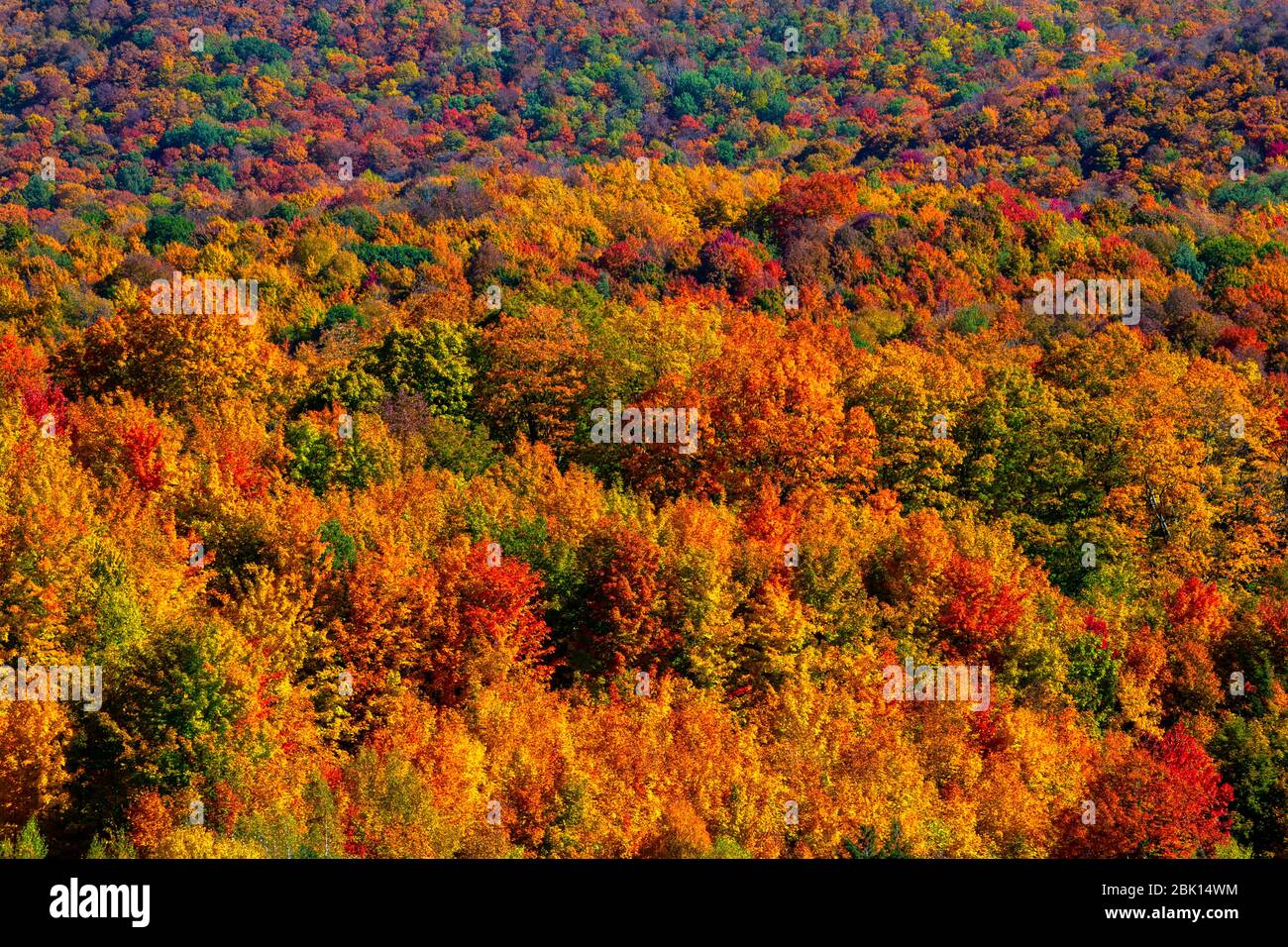 Forest with bright autumn colors Bromont, Quebec, Canada Stock Photo ...