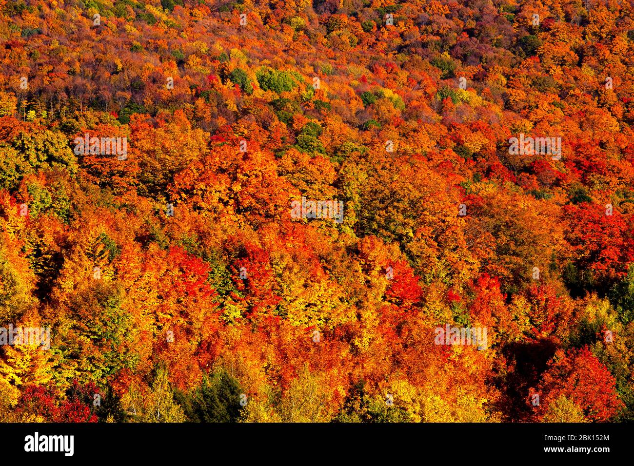 Deciduous forest in bright autumn colours, Bromont, Province of Quebec ...
